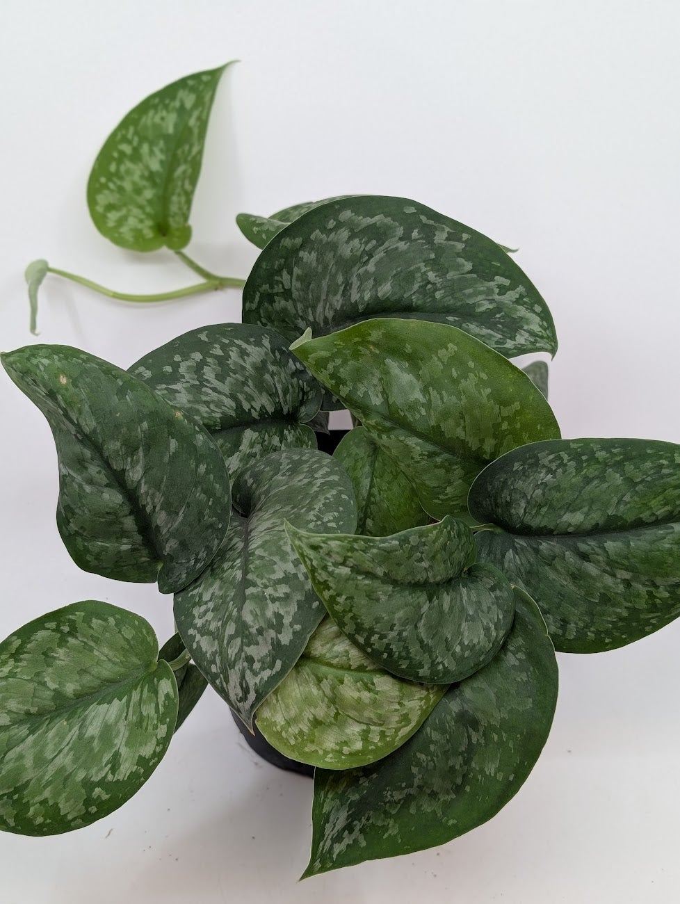 6" Scindapsus Mount Salak | Tropical North Plants