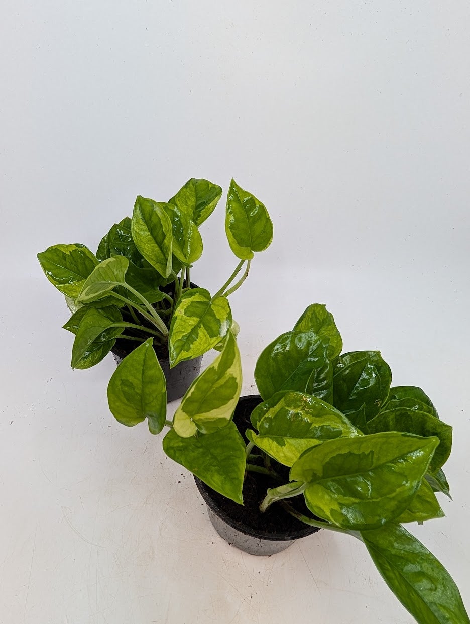 4" Lemon Meringue Pothos | Tropical North Plants