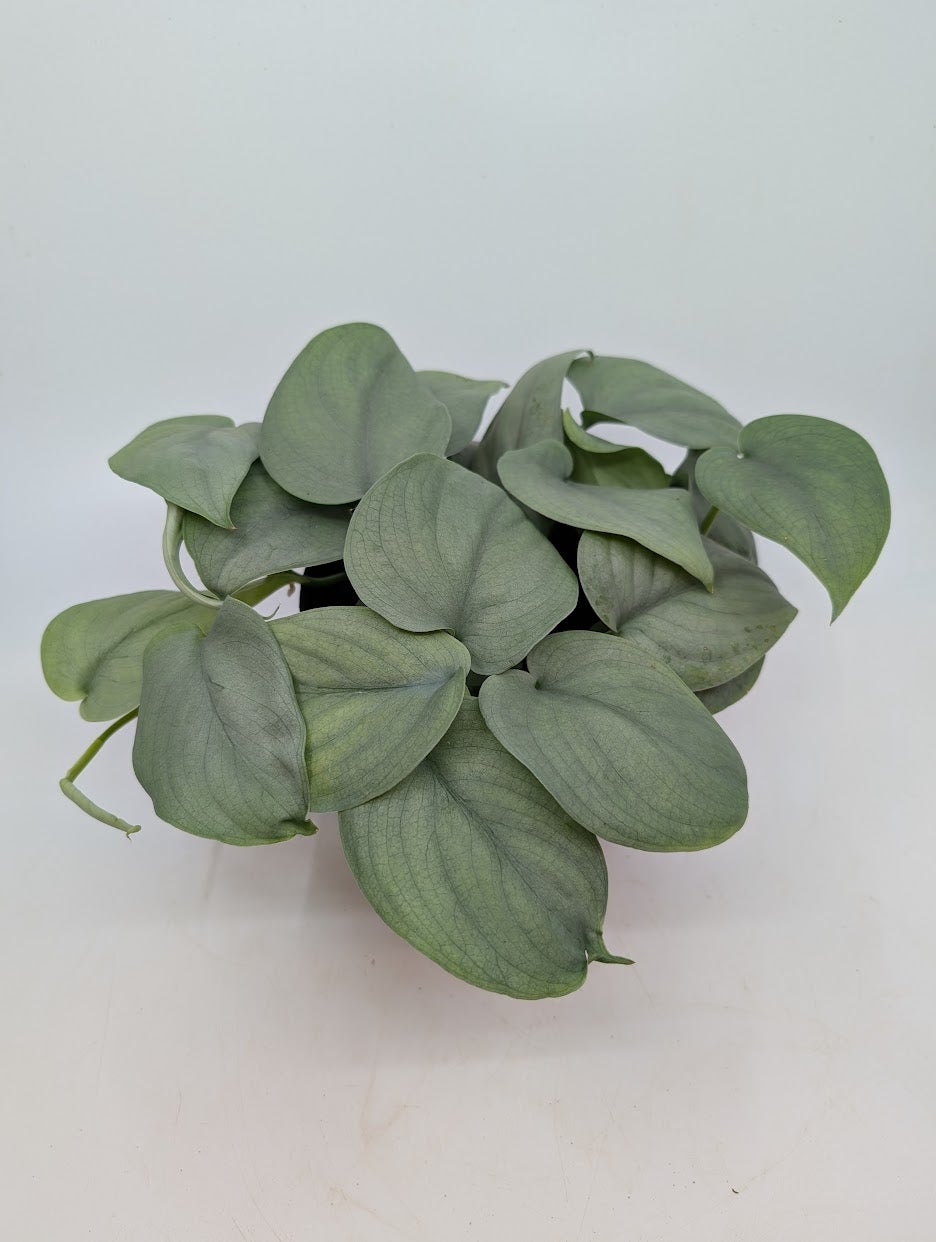 6" Scindapsus Java Platinum | Tropical North Plants