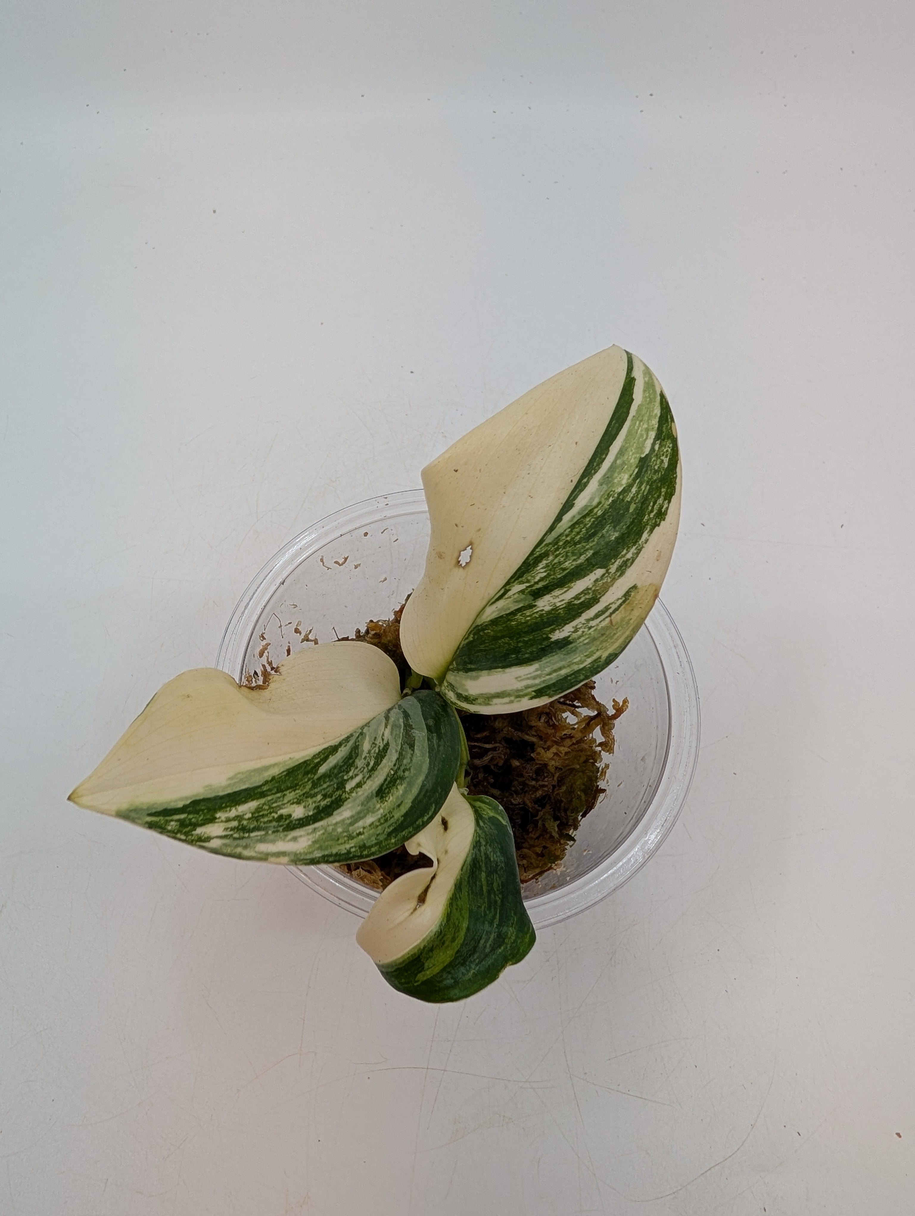 3" Variegated Scindapsus Rubicon | Tropical North Plants