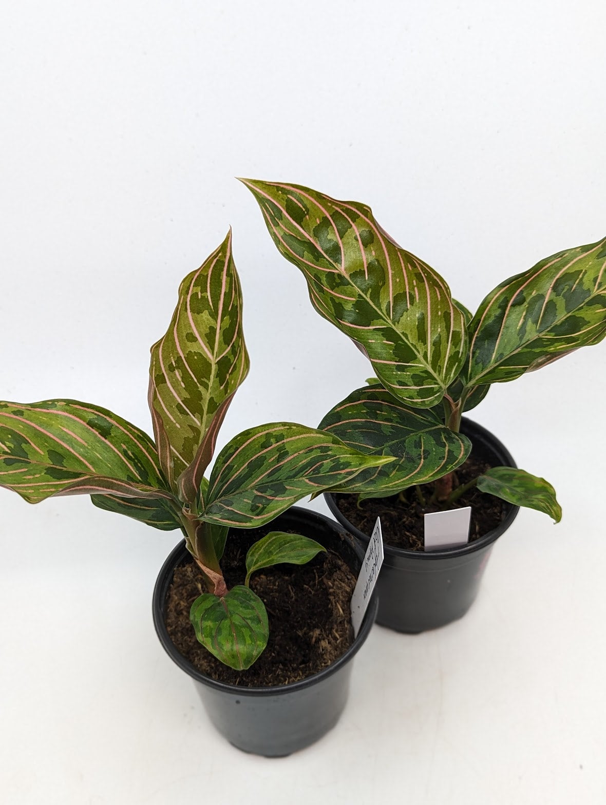 4" Aglaonema Red Army | Tropical North Plants