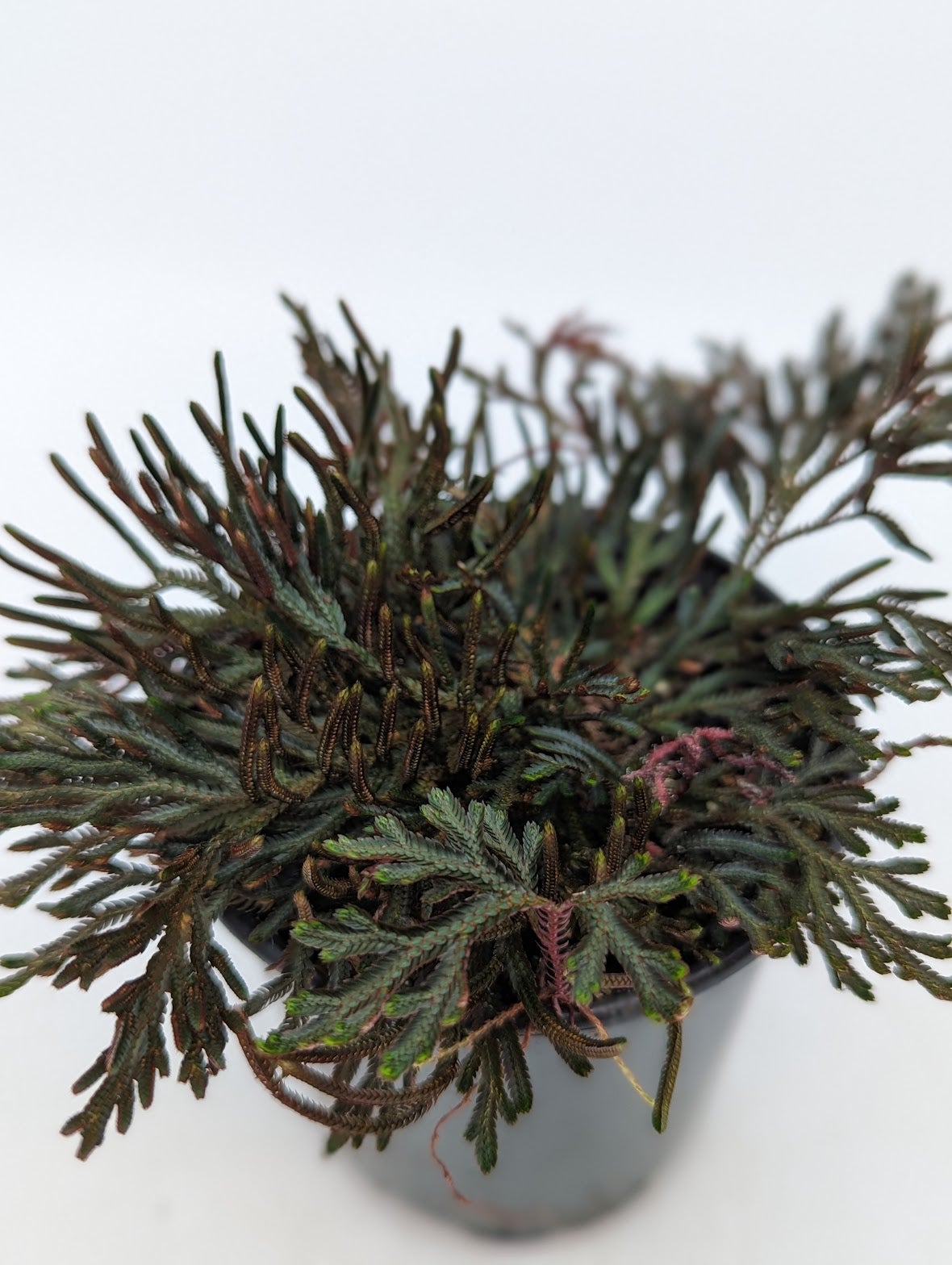 4" Ruby Moss | Tropical North Plants