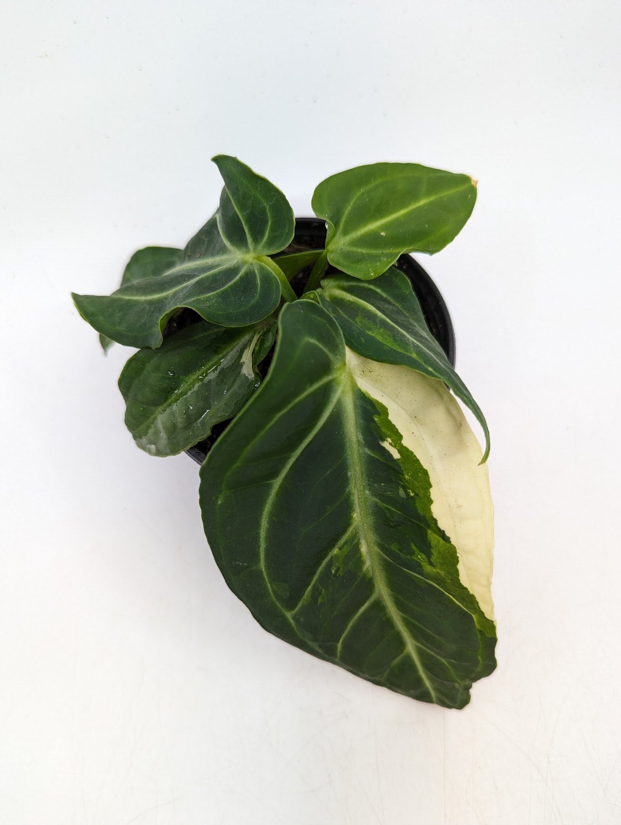 4" Variegated Anthurium Villenaorum | Tropical North Plants