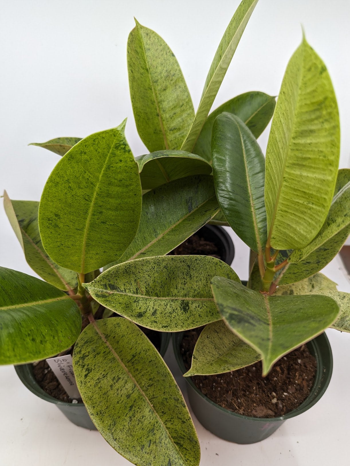 6" Ficus Shivereana Moonshine | Tropical North Plants