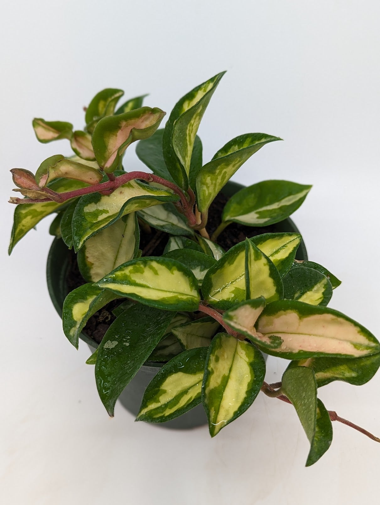 6" Hoya Crimson Princess | Tropical North Plants