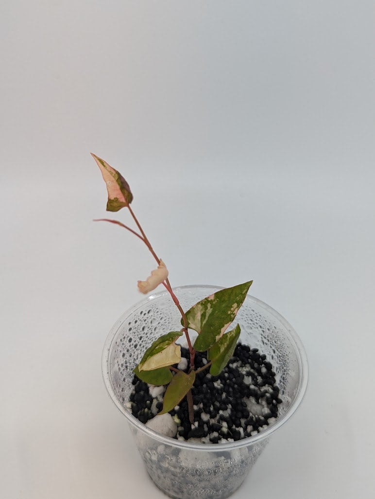 3" Variegated Fallopia Multiflora | Tropical North Plants