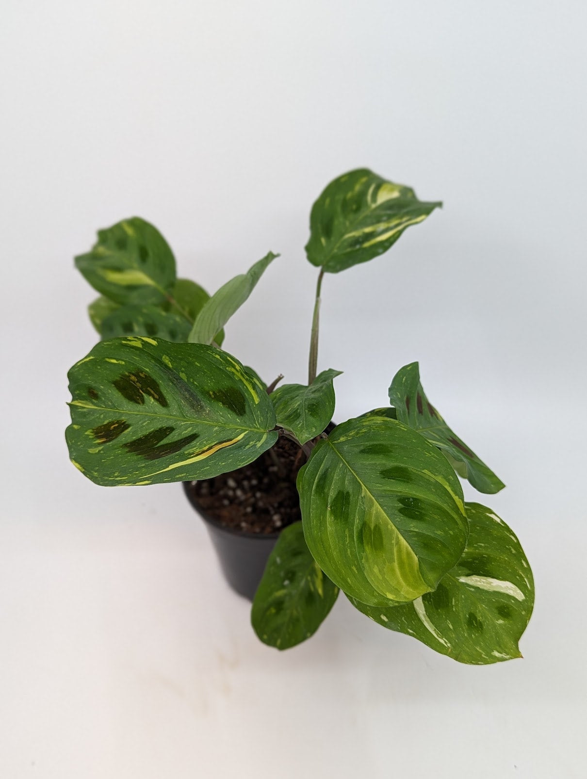 4" Variegated Green Maranta | Tropical North Plants