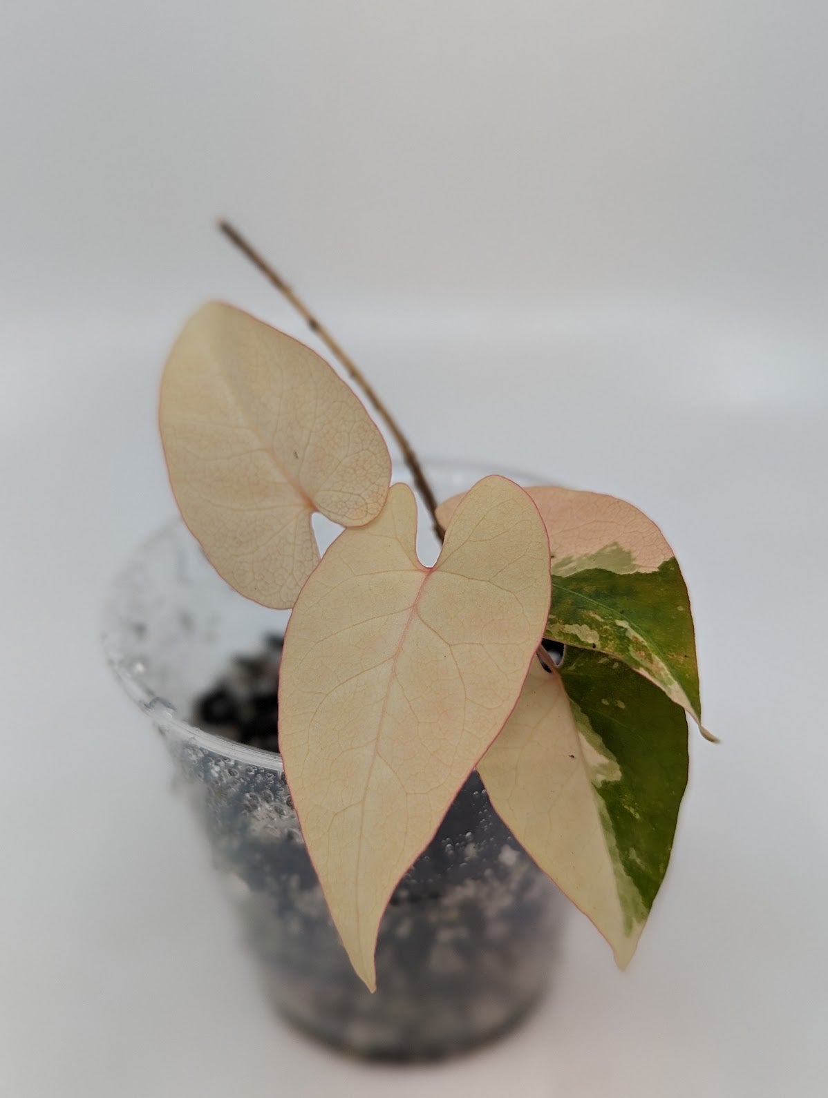2" Variegated Fallopia Multiflora | Tropical North Plants