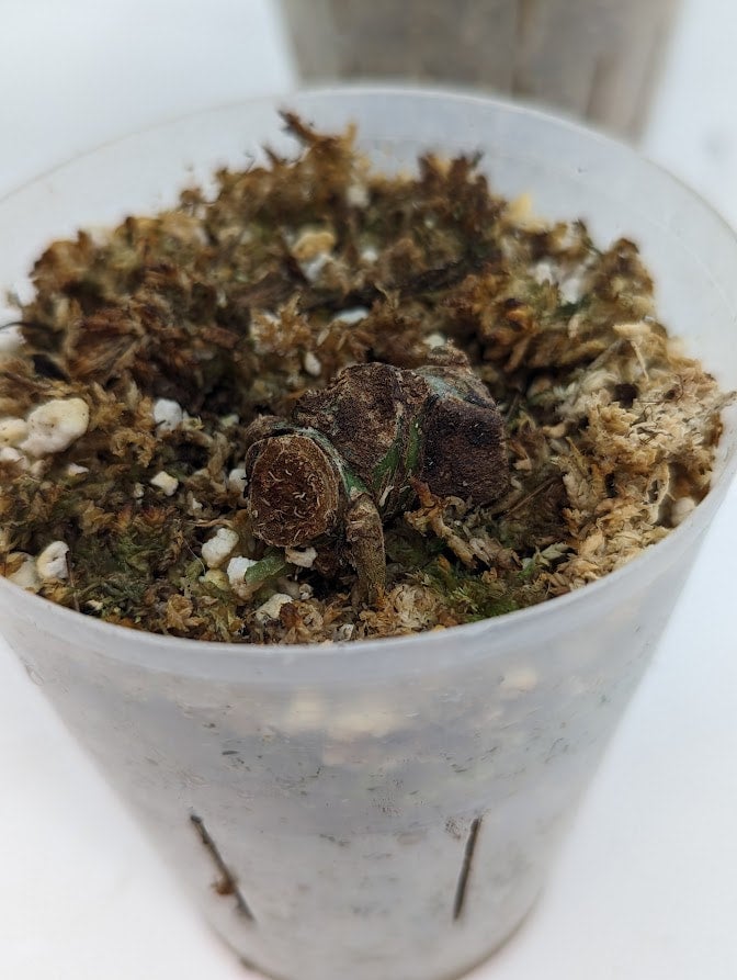 3" Anthurium Sp. Silver Peru Chonk | Tropical North Plants