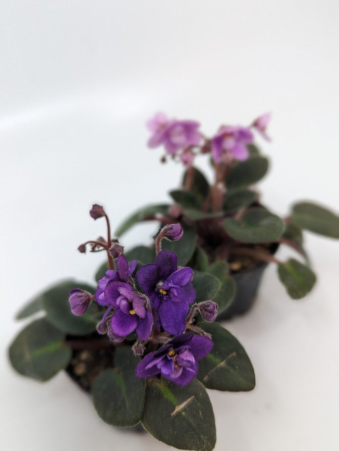 2" African Violets | Tropical North Plants