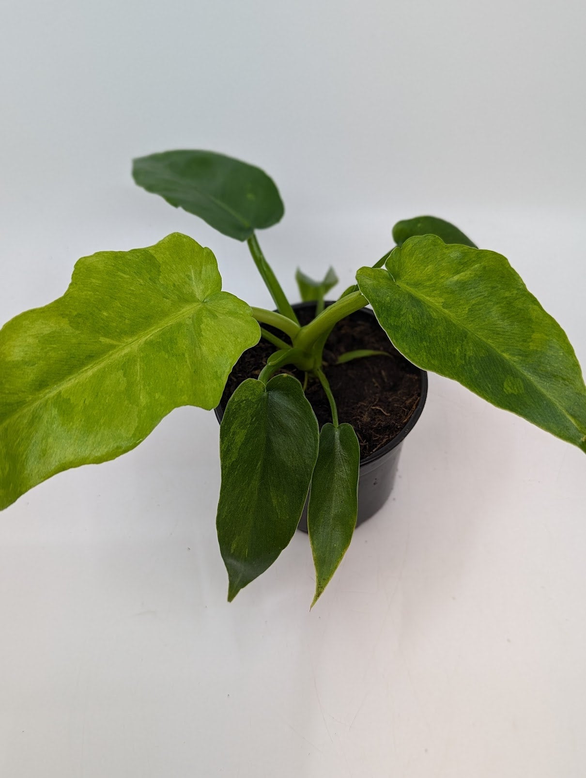 4" Variegated Philodendron Bob Cee | Tropical North Plants