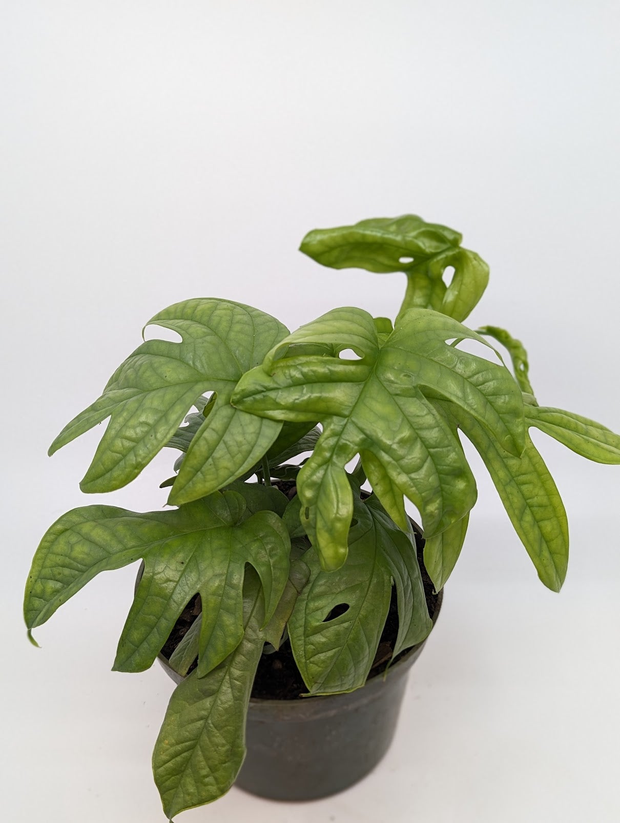 6" Amydrium Medium | Tropical North Plants