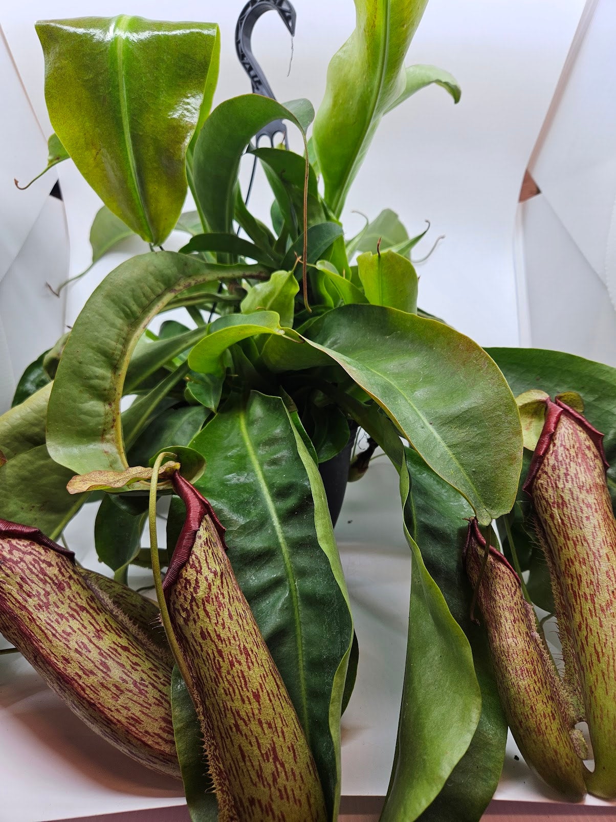 8" Nepenthes Miranda Pitcher Plant | Tropical North Plants