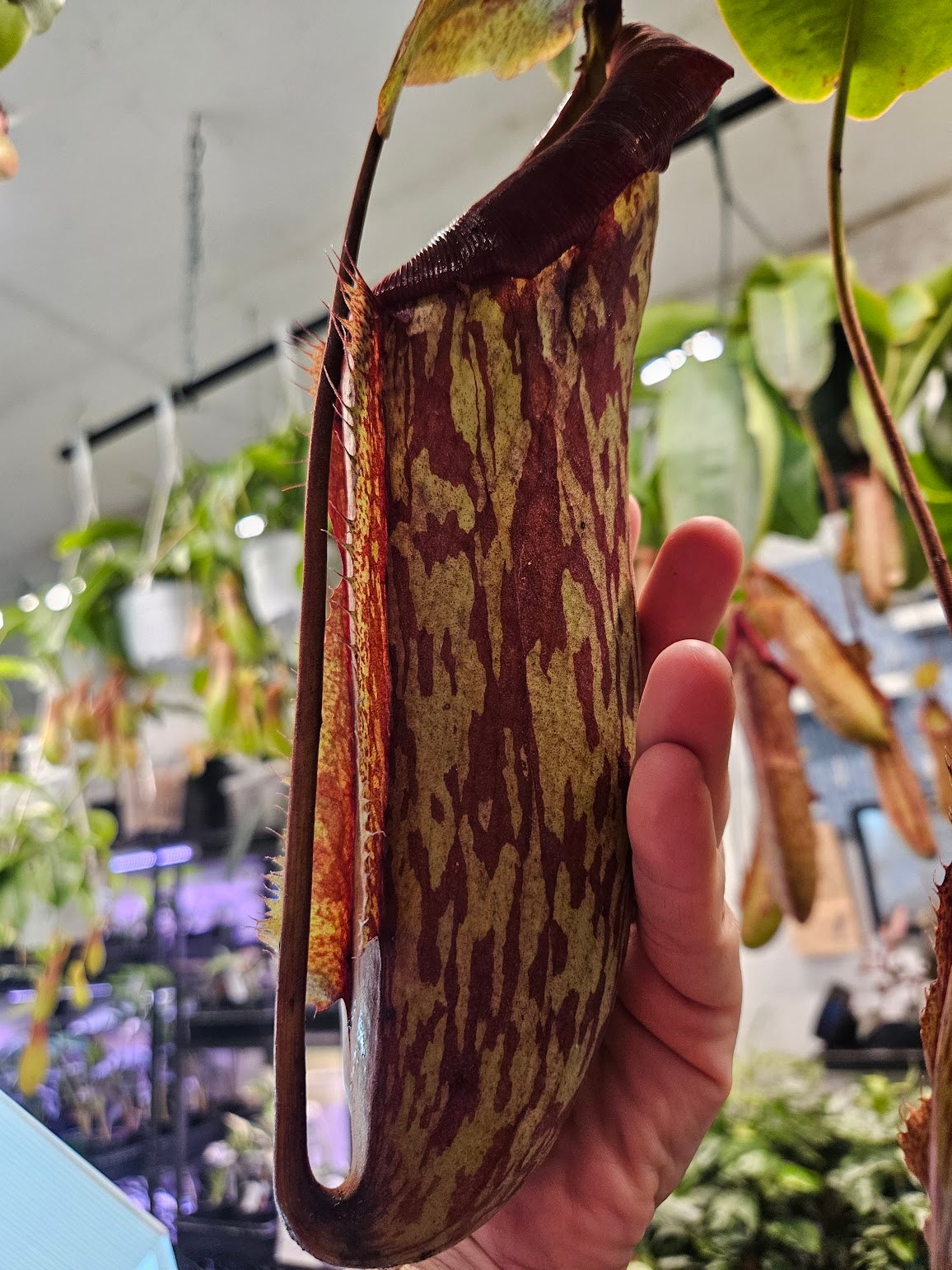 8" Nepenthes Miranda Pitcher Plant | Tropical North Plants