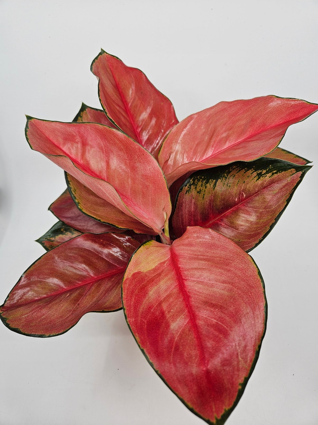 6" Aglaonema Thailand Red | Tropical North Plants