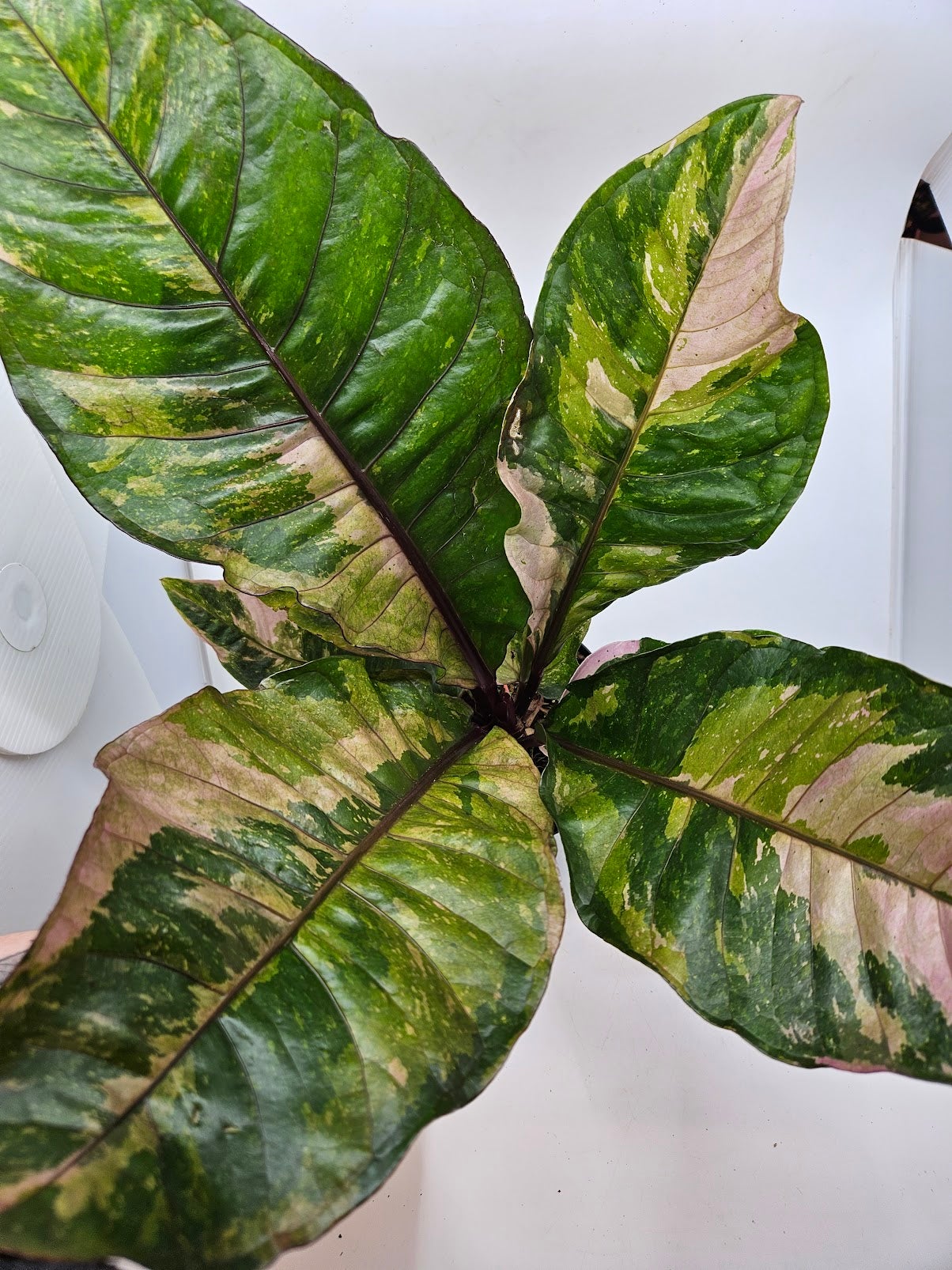 8" Variegated Anthurium Renaissance | Tropical North Plants