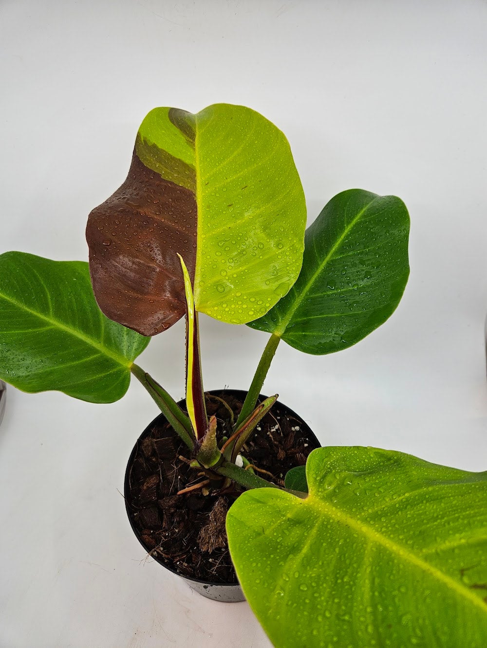 6" Variegated Philodendron Red Moon | Tropical North Plants