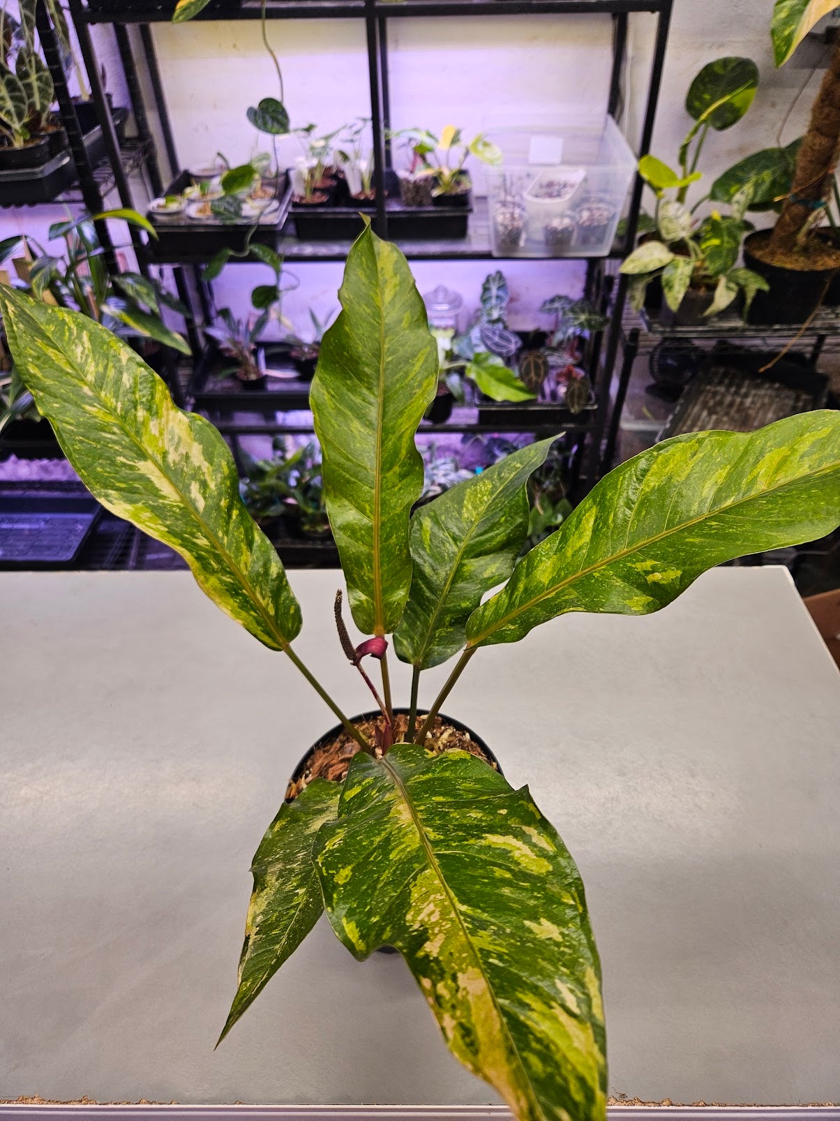6" Variegated Anthurium Renaissance | Tropical North Plants