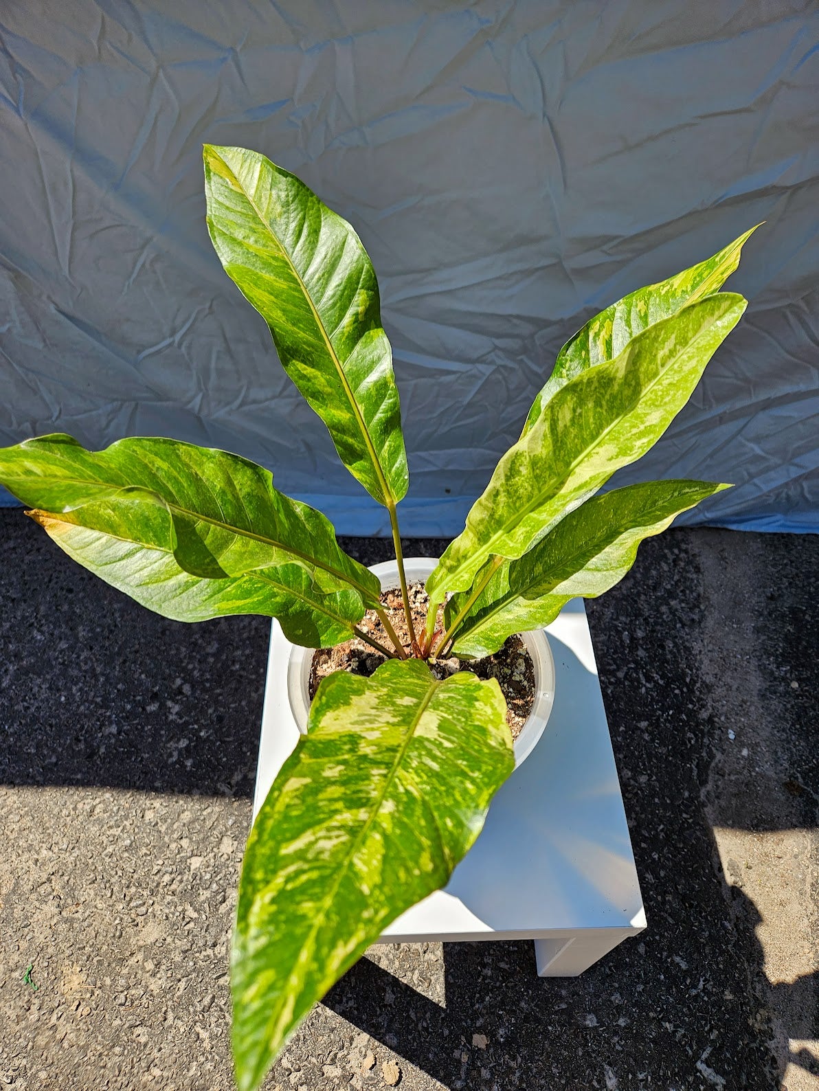 6" Variegated Anthurium Renaissance | Tropical North Plants