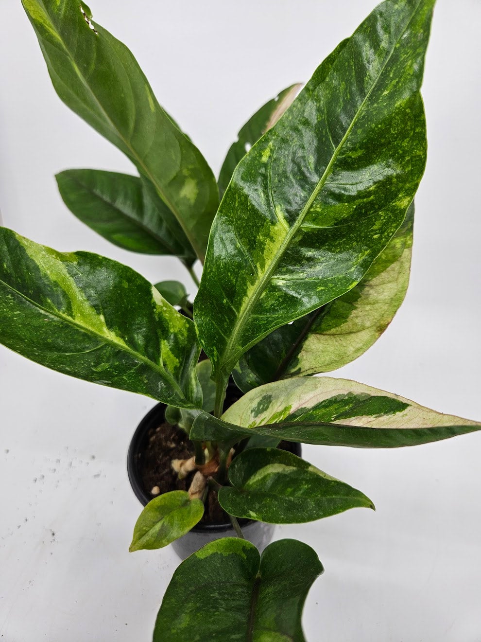 4" Variegated Anthurium Hookeri | Tropical North Plants