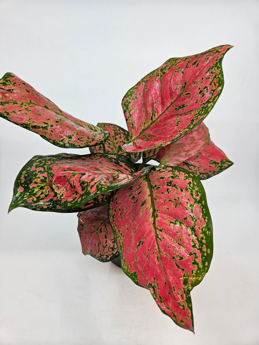 6" Aglaonema Very Red | Tropical North Plants