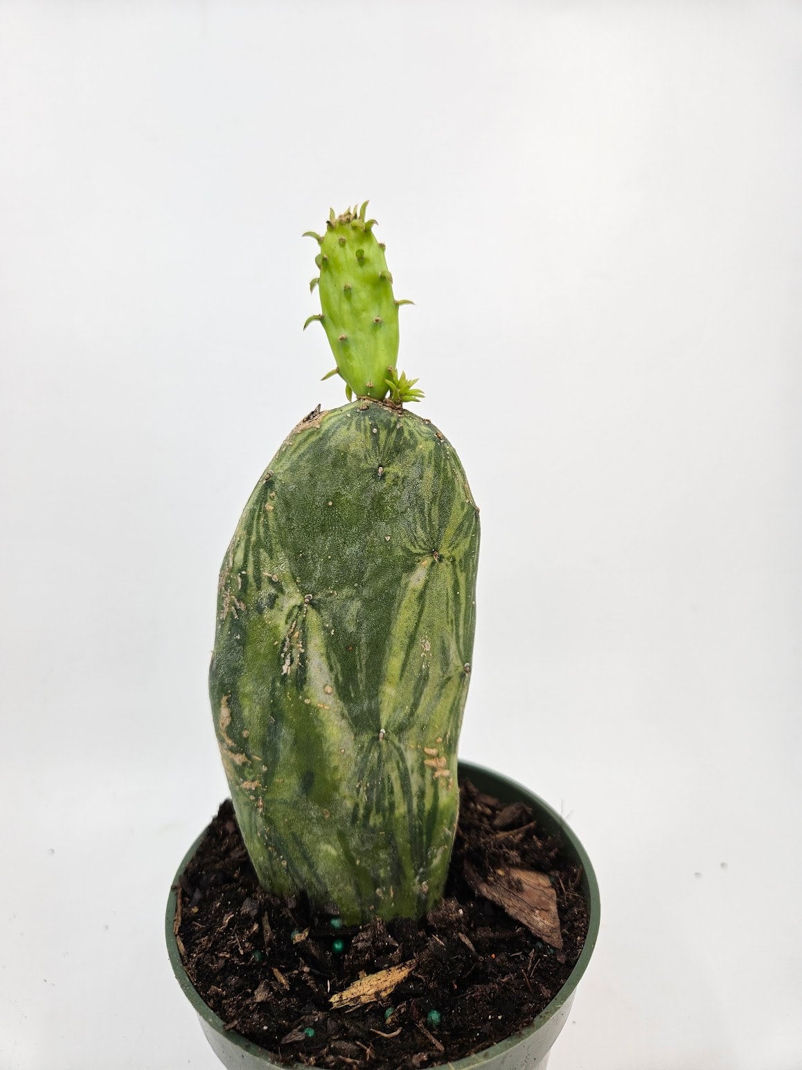 4" Variegated Prickly Pear Cactus | Tropical North Plants