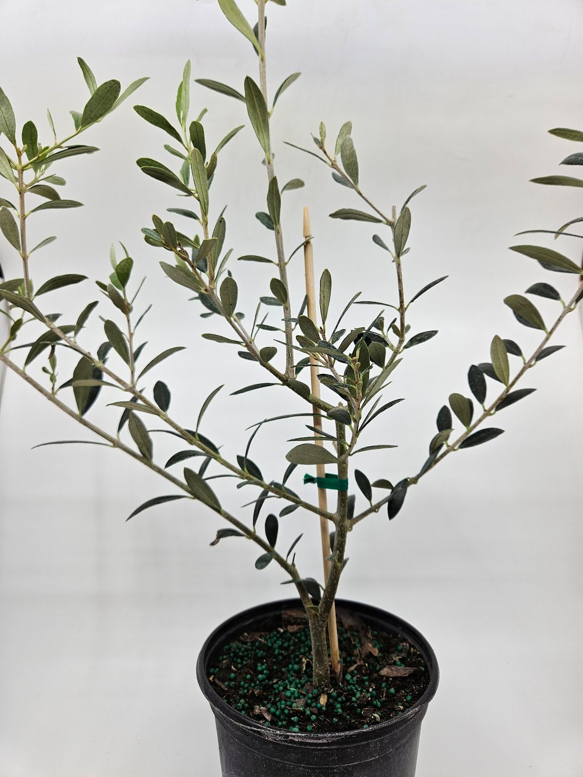 6" Olive Tree | Tropical North Plants