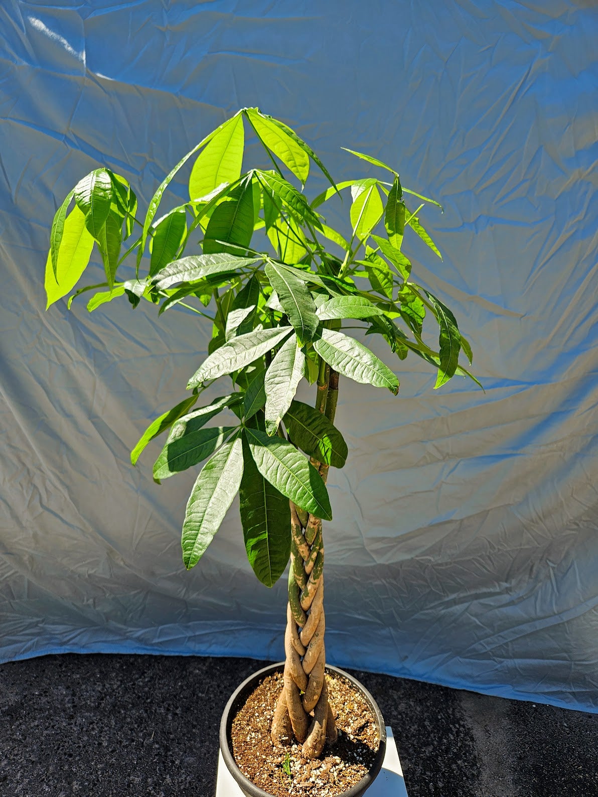8" Variegated Braided Money Tree | Tropical North Plants