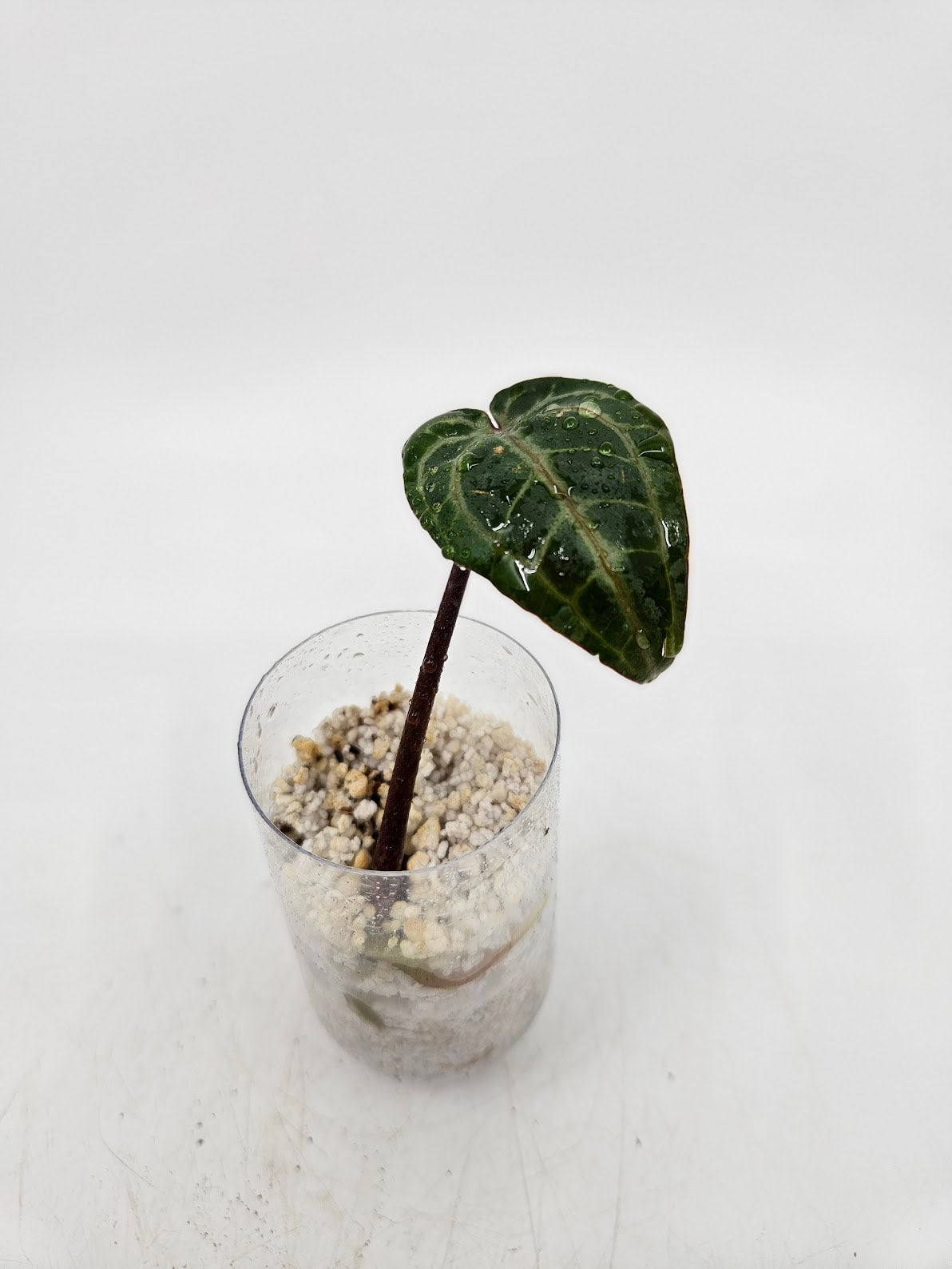 2" Anthurium Michelle (Doc Block) Cutting | Tropical North Plants