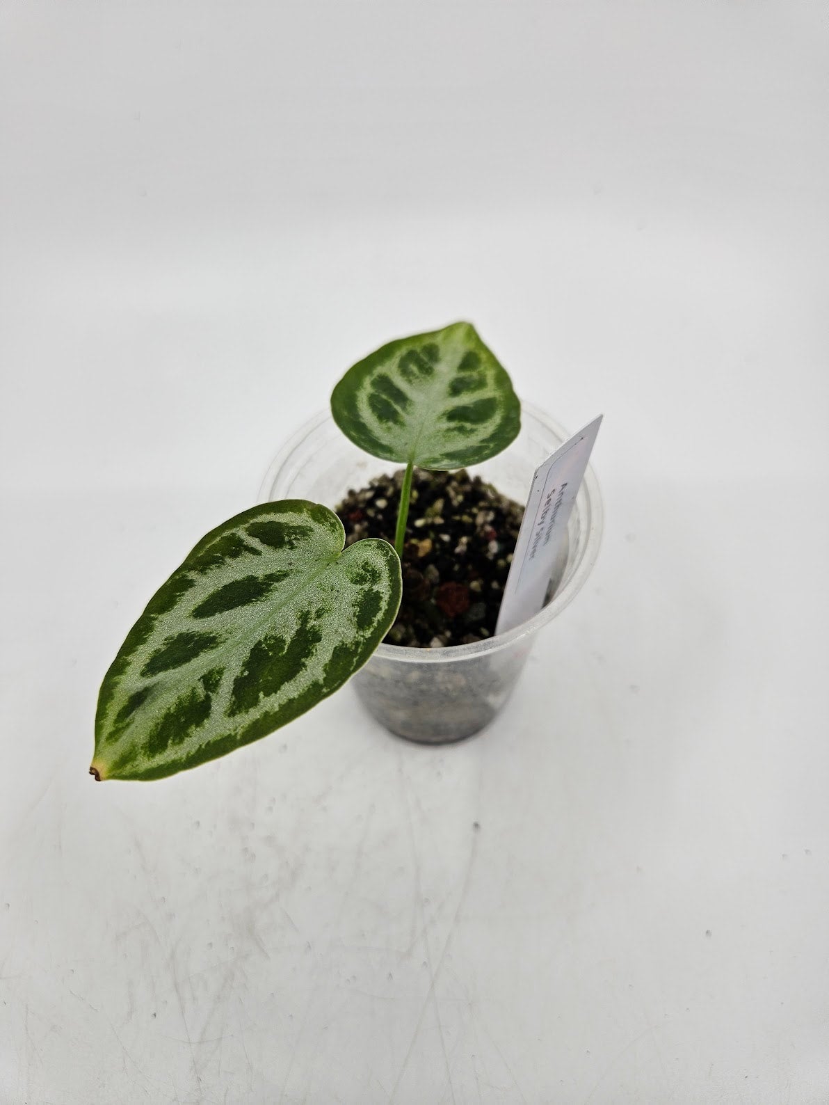 3" Anthurium Selby Silver | Tropical North Plants