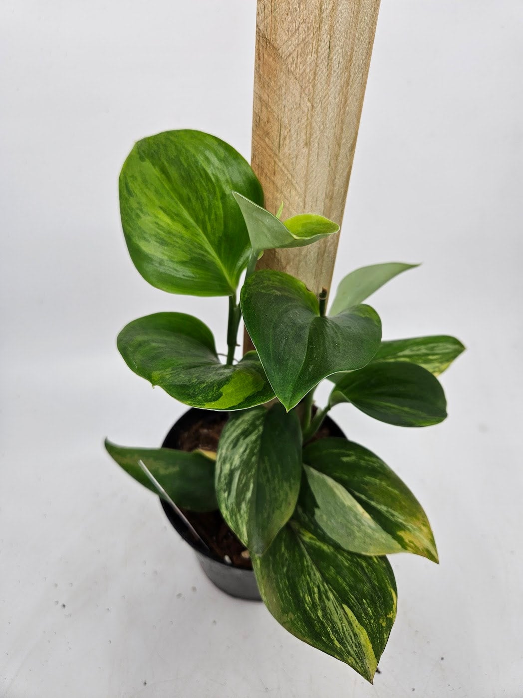 4" Variegated Scindapsus Rubicon | Tropical North Plants