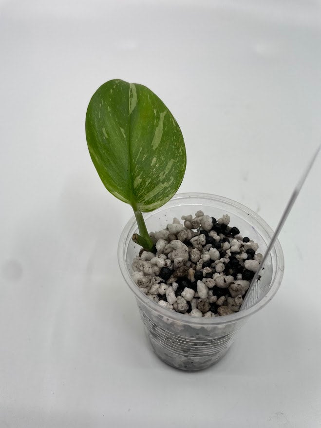 2" Variegated Scindapsus Rubicon Variegated | Tropical North Plants