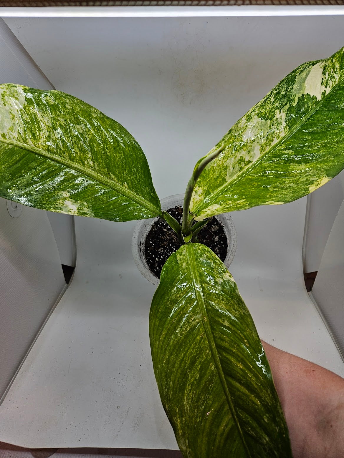7" Variegated Dieffenbachia Big Ben | Tropical North Plants