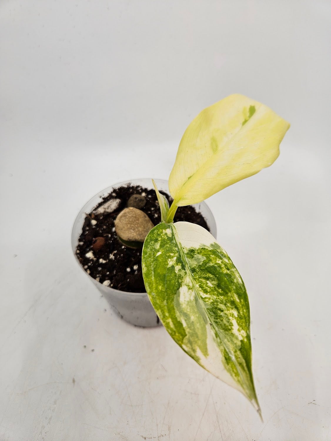 4" Variegated Dieffenbachia Big Ben | Tropical North Plants