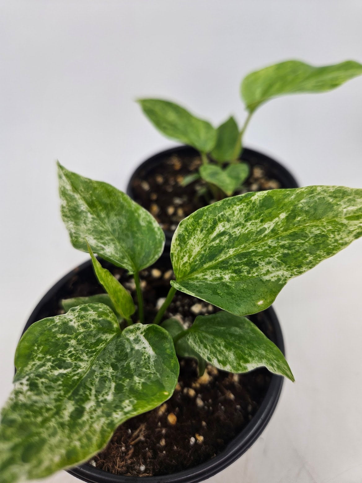 4" Variegated Anthurium Villenaorum | Tropical North Plants