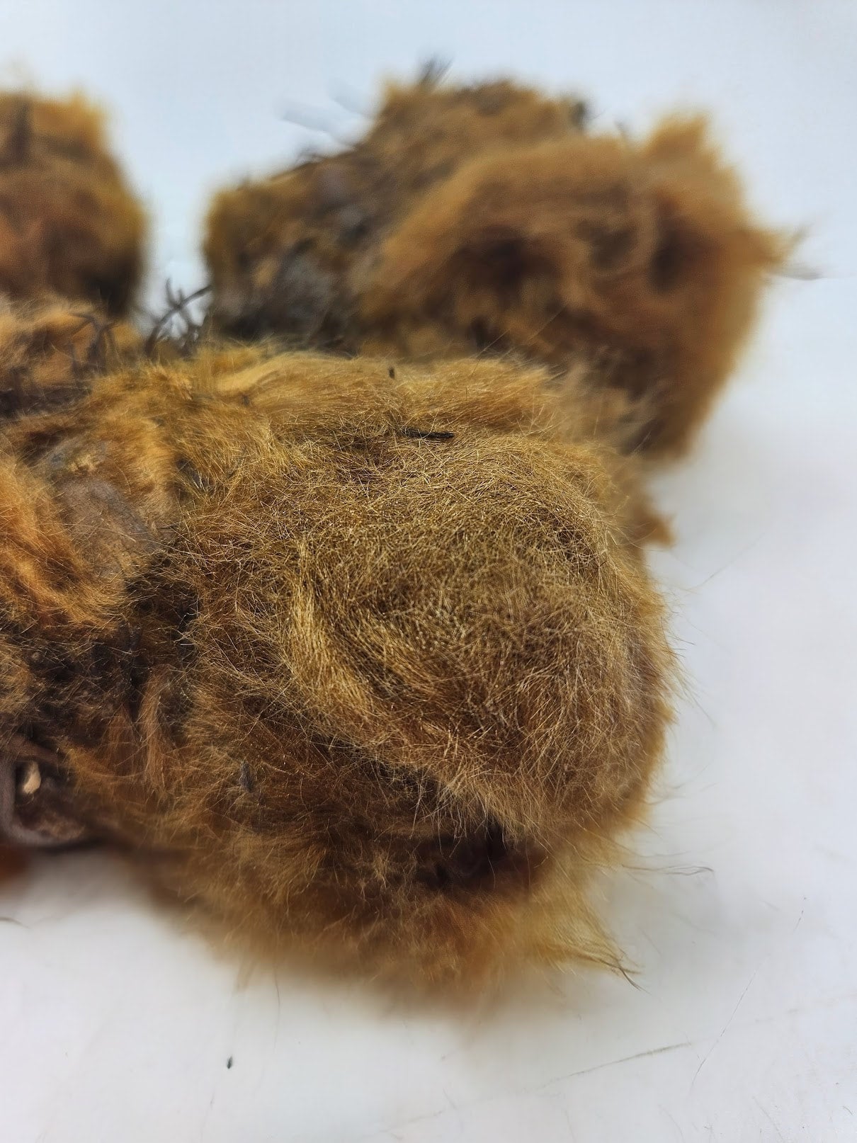 Golden Chicken Fern Bulb | Tropical North Plants