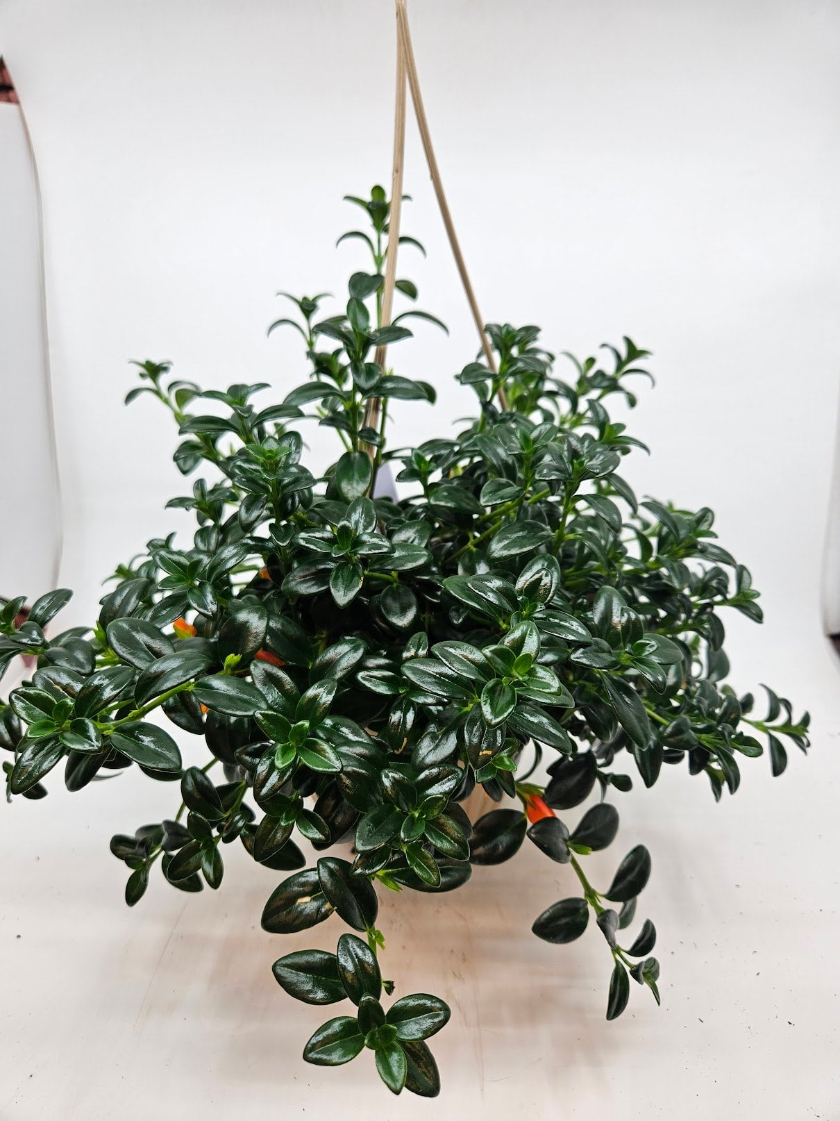 6" Goldfish Plant HB | Tropical North Plants