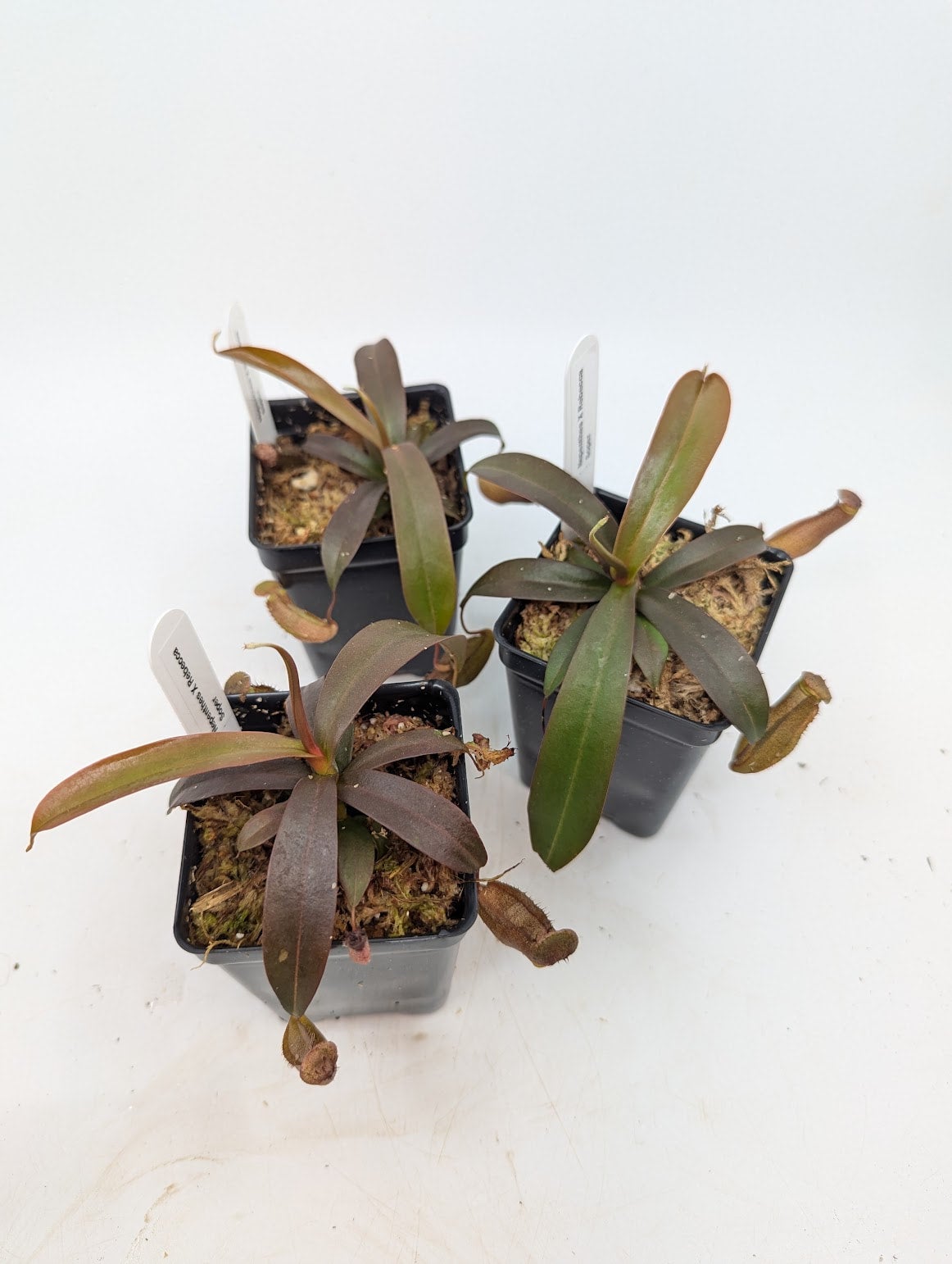 4" Nepenthes X Rebecca Soper | Tropical North Plants