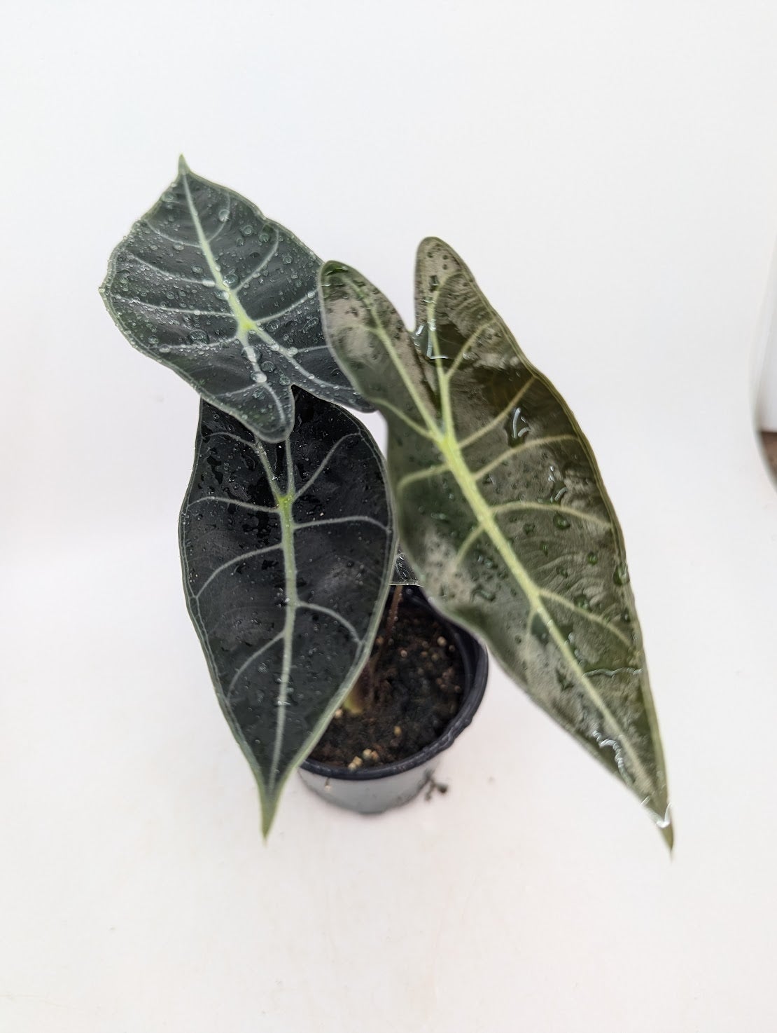 4" Alocasia Dragon's Tooth | Tropical North Plants