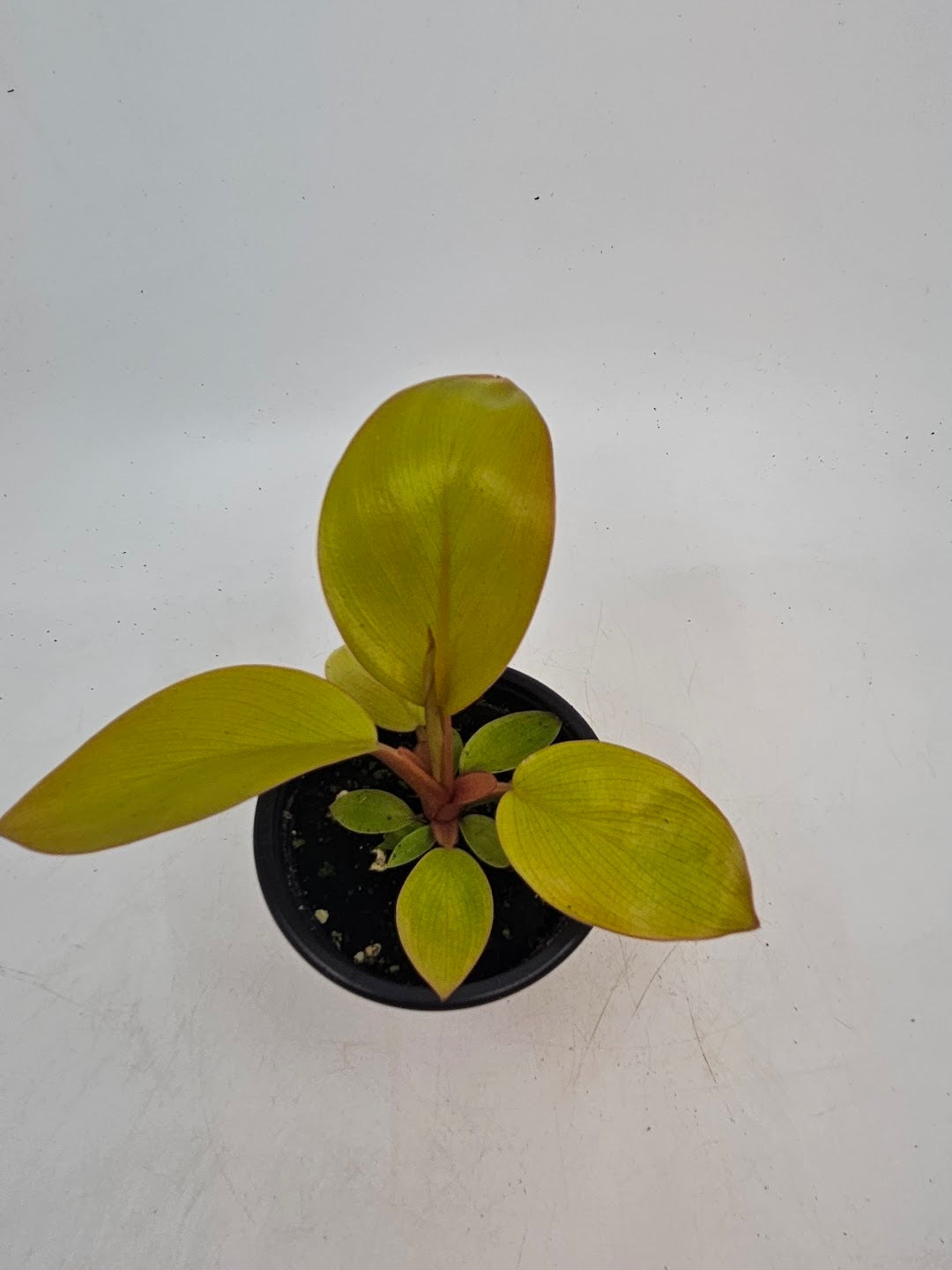 3.5" Philodendron Mars | Tropical North Plants