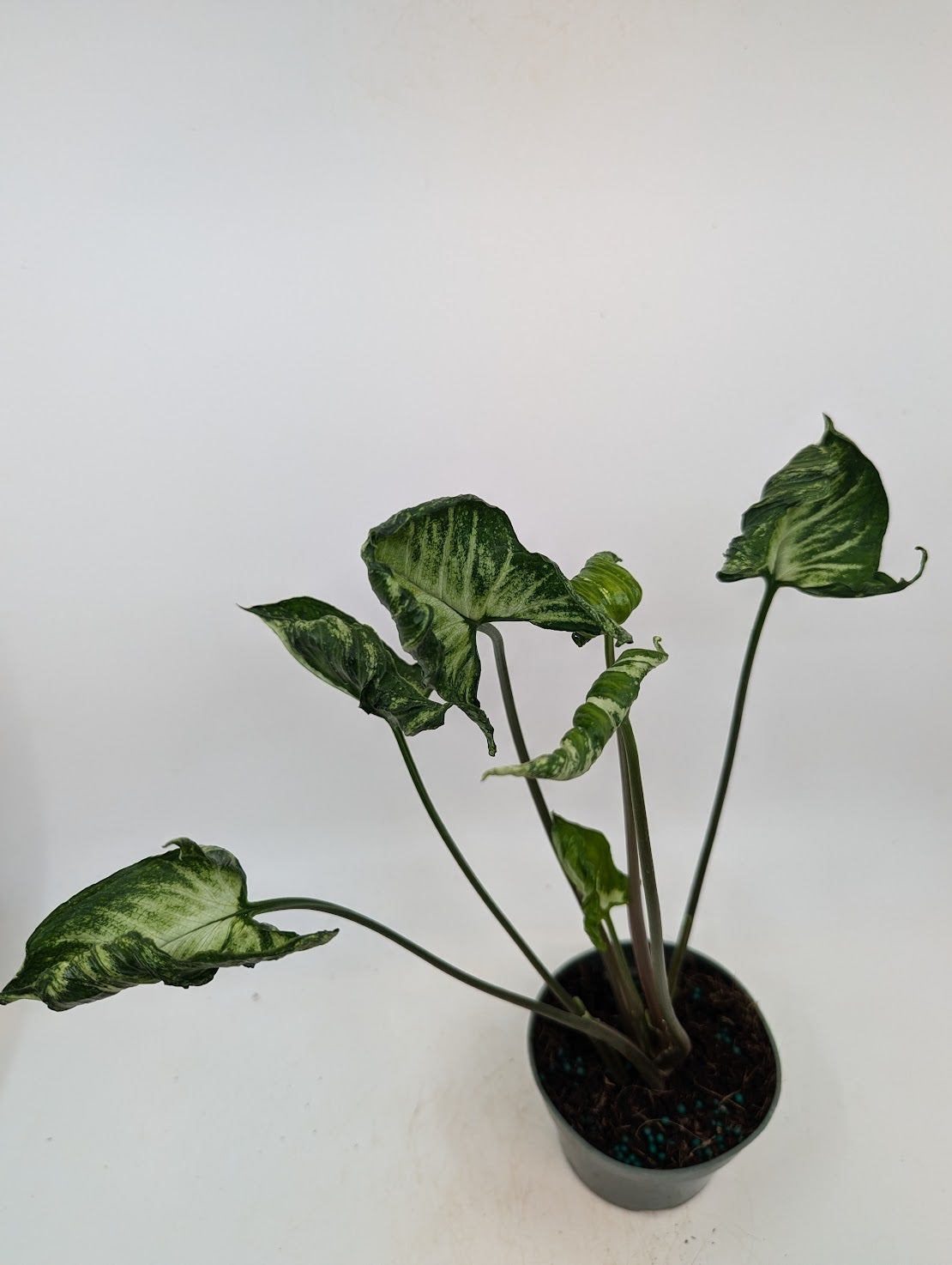 4" Syngonium Godzilla | Tropical North Plants
