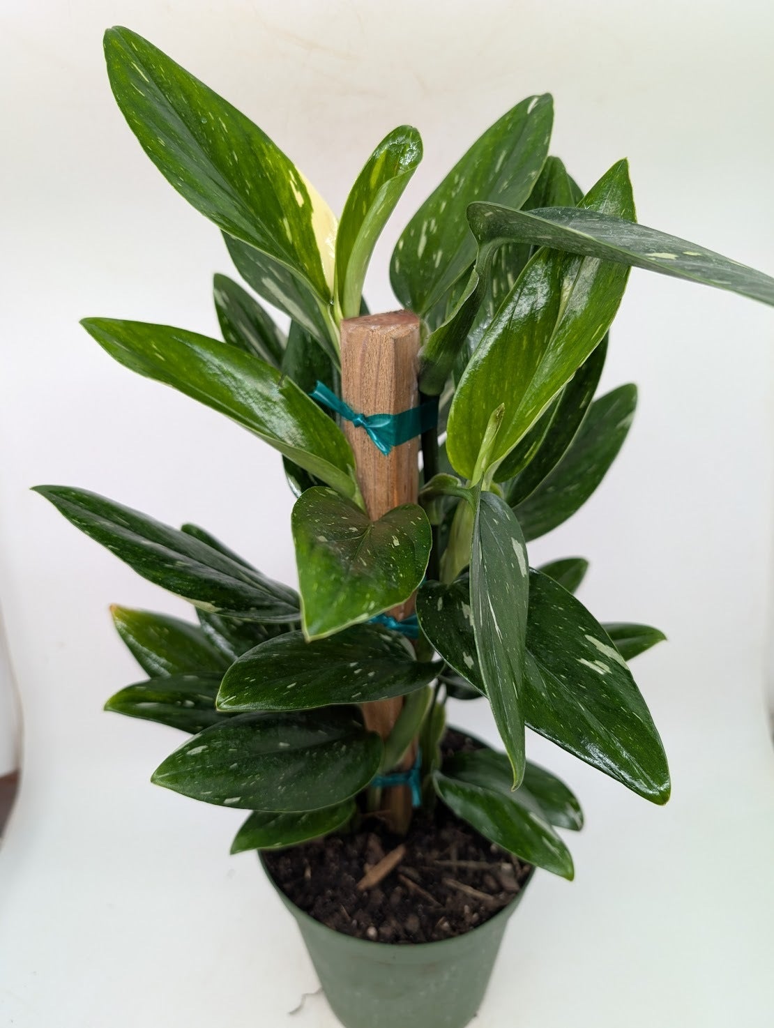 6" Variegated Monstera Standleyana Totem | Tropical North Plants