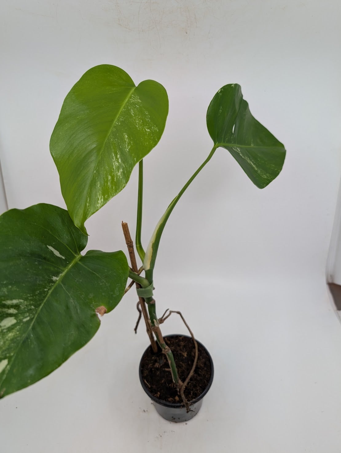 4" Monstera Albo (low var) | Tropical North Plants