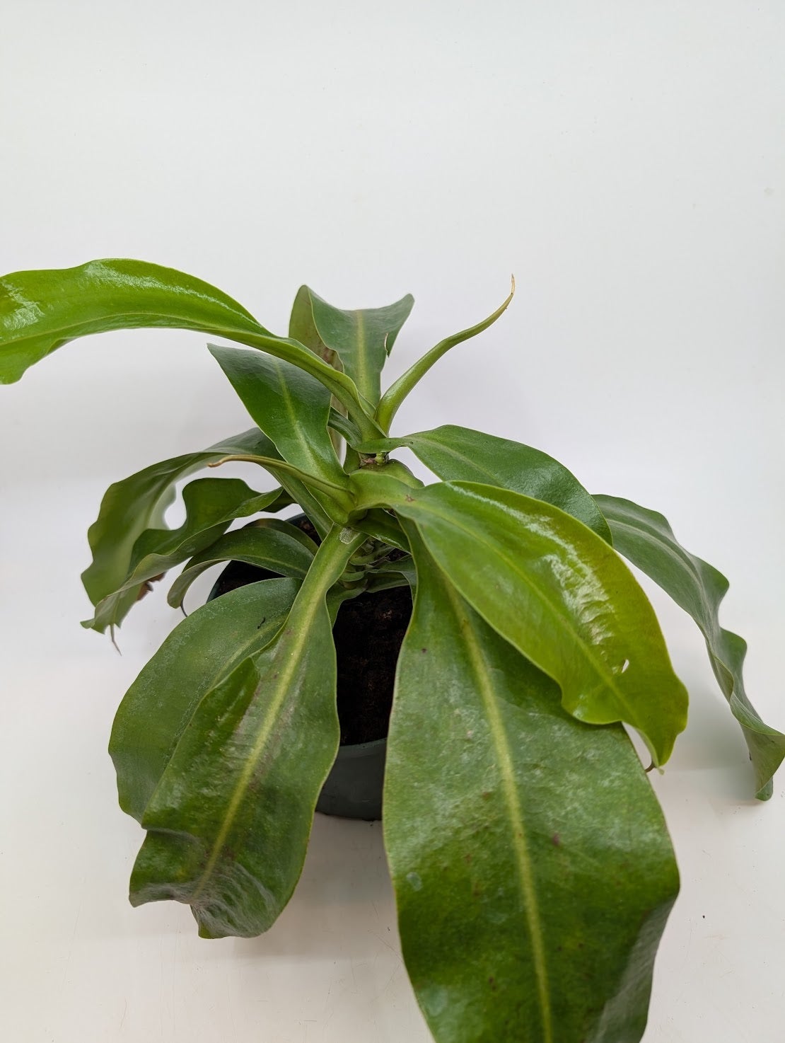 6" Nepenthes Miranda | Tropical North Plants