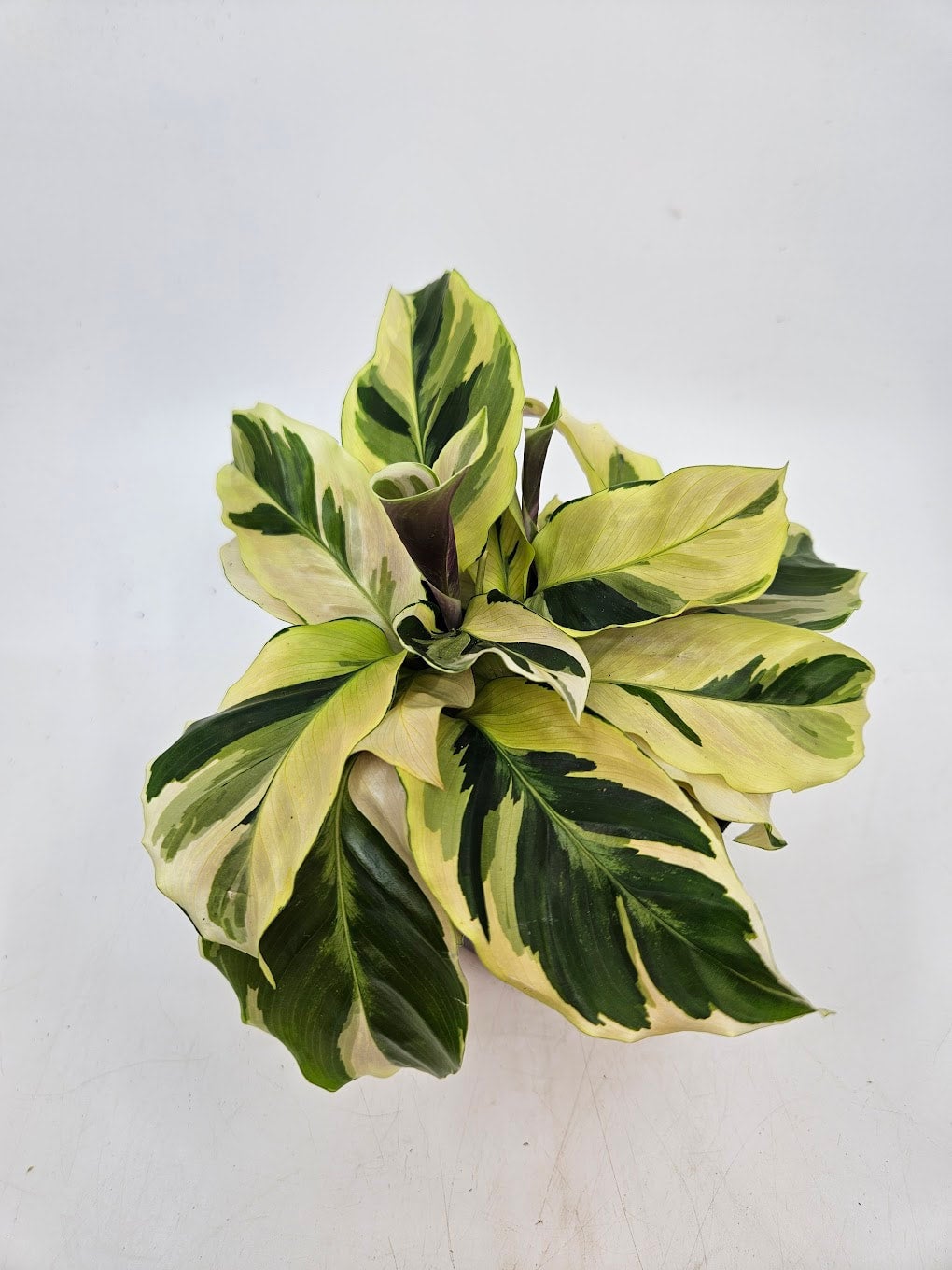 4" Calathea Yellow Fusion | Tropical North Plants
