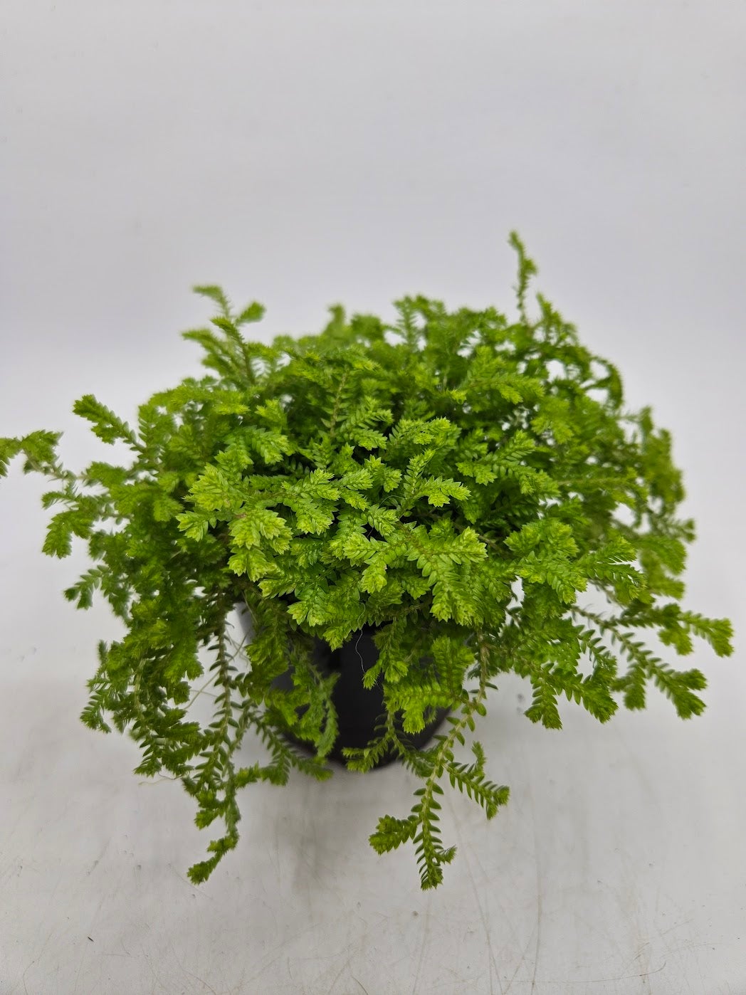 4" Golden Club Moss | Tropical North Plants