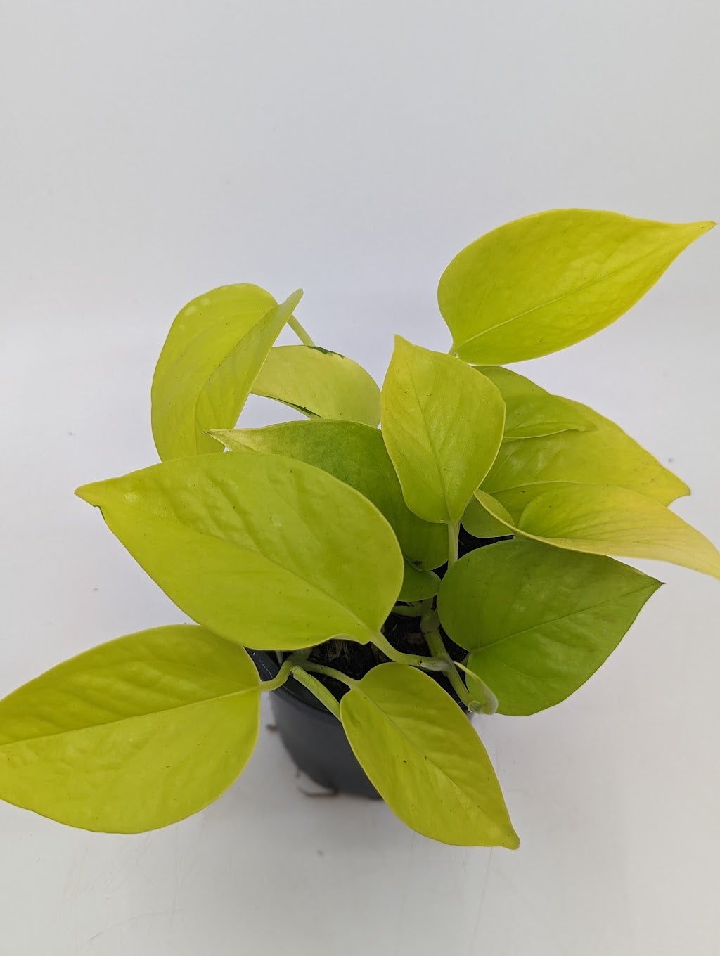4" Neon Pothos | Tropical North Plants