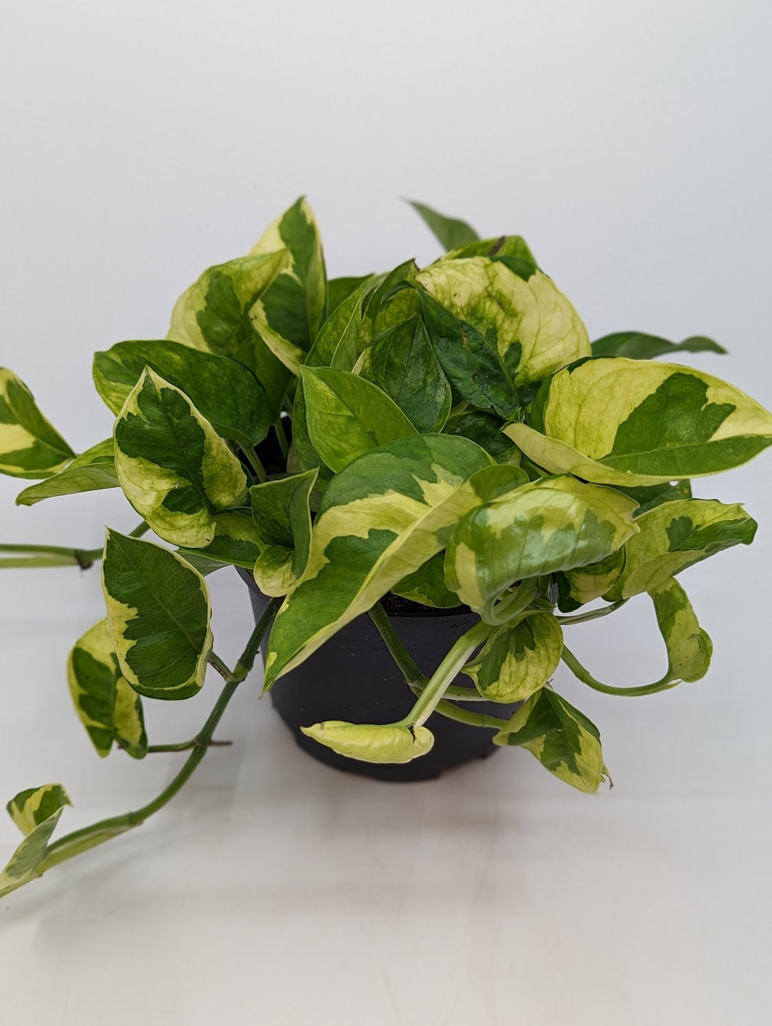 6" Lemon Meringue Pothos | Tropical North Plants