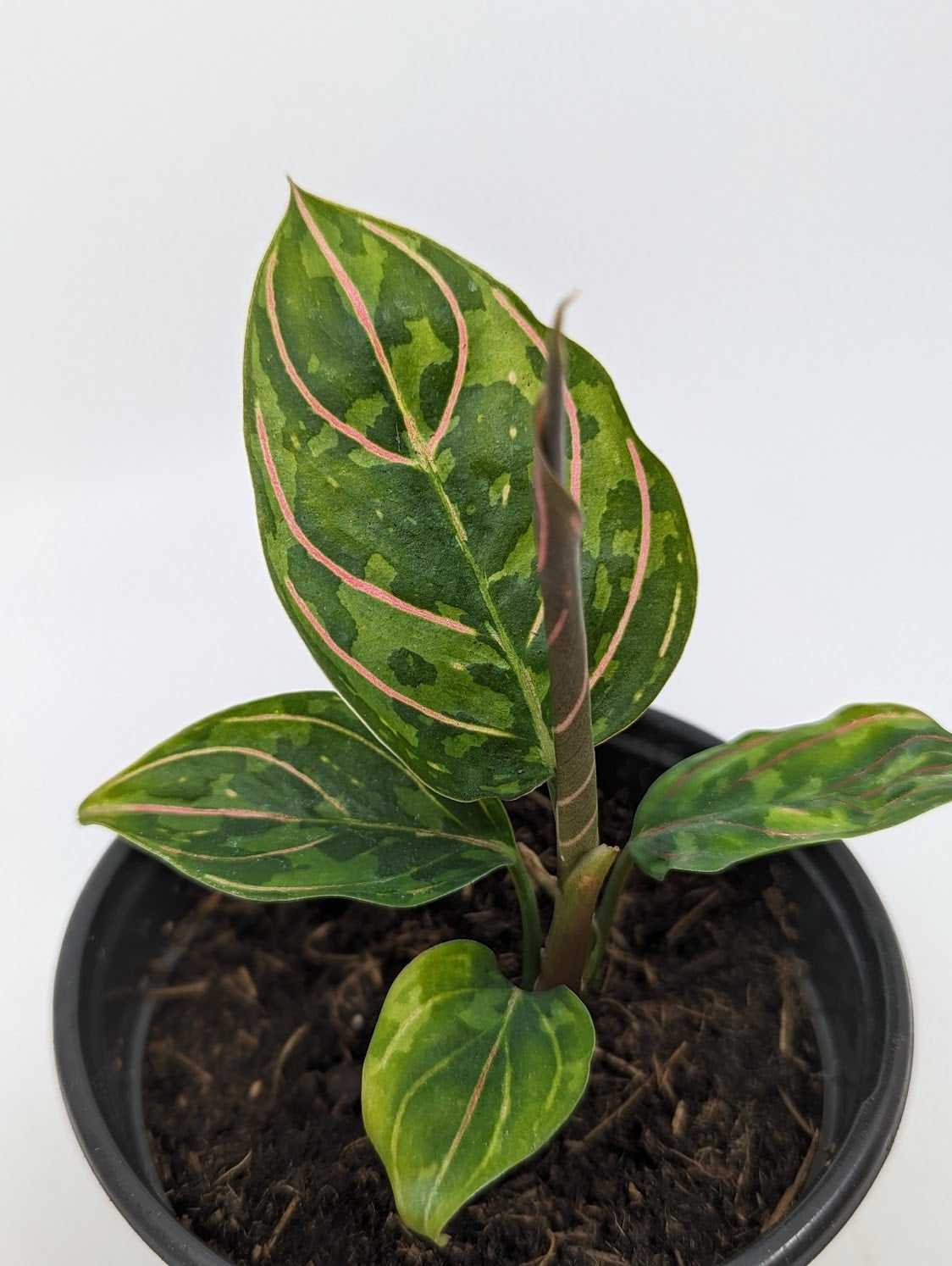 4" Aglaonema Red Army | Tropical North Plants