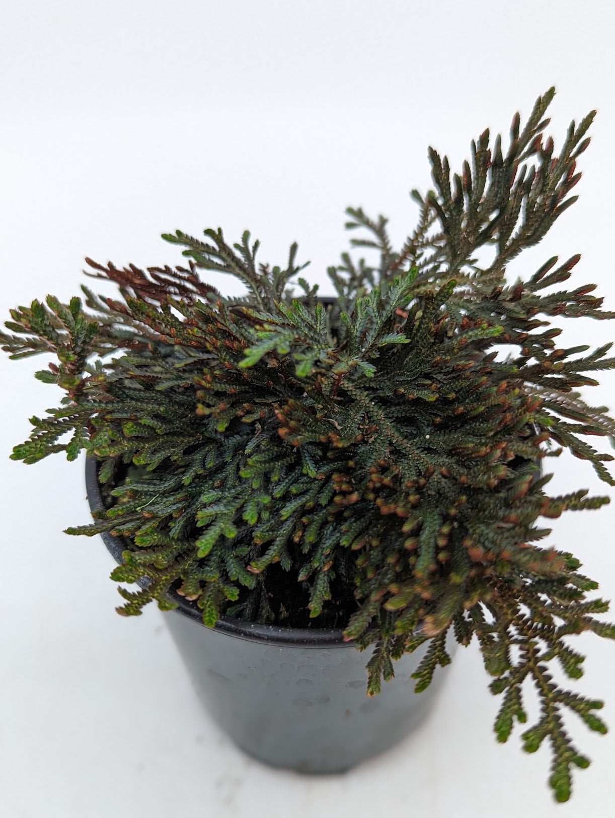 4" Ruby Moss | Tropical North Plants